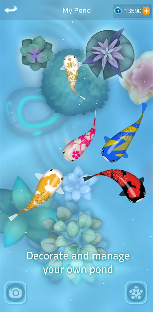 Zen Koi 2 - Trò chơi nuôi cá Koi biến hình thành rồng | Game di động