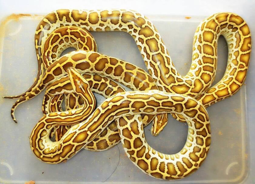 Trăn đất - Loài sinh vật quý hiếm sống trong rừng Việt Nam