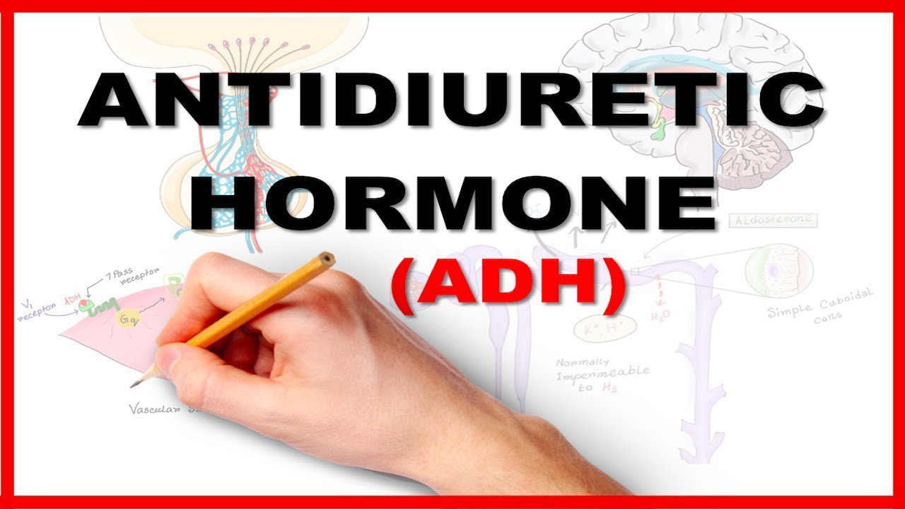 Hormone ADH đóng vai trò quan trọng như thế nào? | Mytour