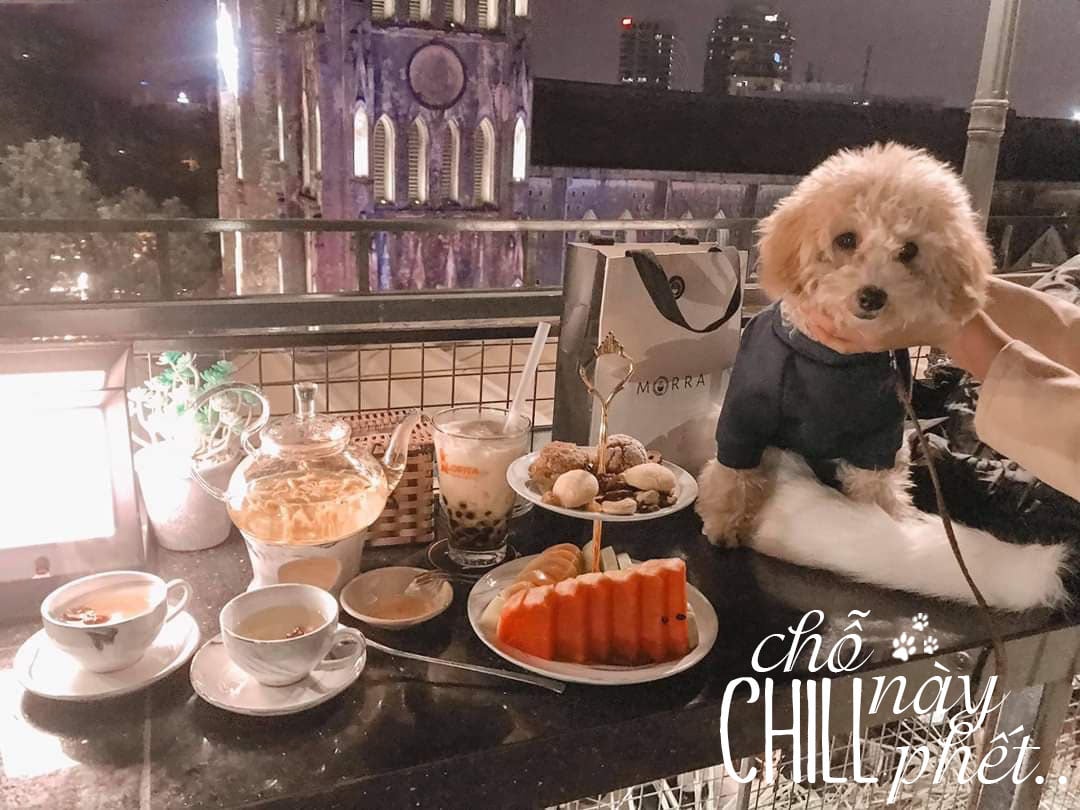 Top 7 quán cafe chó đáng yêu tại Hà Nội cho những người yêu thú cưng