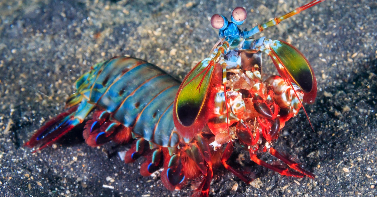 Vật liệu ấn tượng Tạo Sức Mạnh Cho Tôm Tít Mantis | Mytour