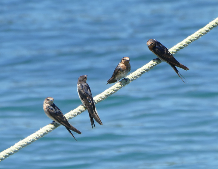 Trải nghiệm hình ảnh tuyệt vời về chim én - Mytour