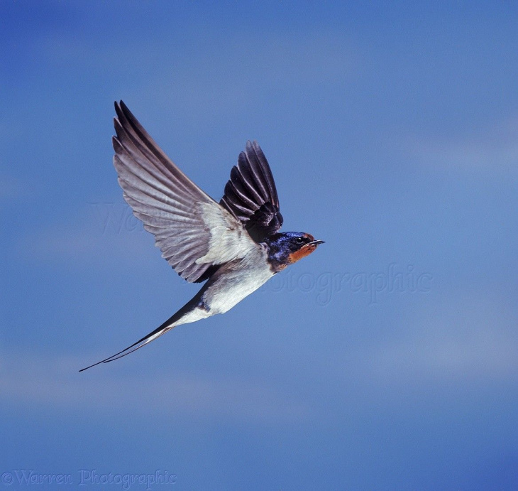 Trải nghiệm hình ảnh tuyệt vời về chim én - Mytour