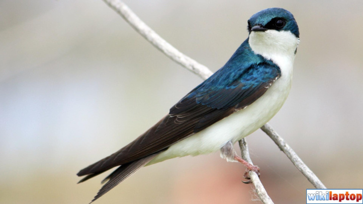 Trải nghiệm hình ảnh tuyệt vời về chim én - Mytour