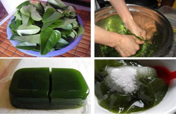 Cách làm thạch đen từ lá thạch mịn ngon tự nhiên - Mytour