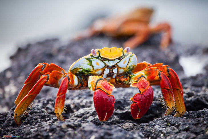 Hơn 150 hình ảnh tuyệt vời về những chú cua đẹp nhất với đủ các loại ...