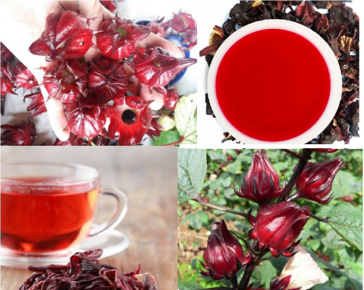 Red Atiso Flower | Best Flower Site