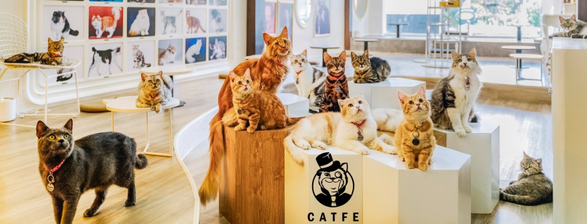 Catfe Coffee – 119 Nguyễn Thị Minh Khai, Quận 1, Sài Gòn - Mytour