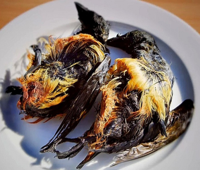 Kiviaq - Hương vị độc đáo từ 'thế giới dưới đất': Một trải nghiệm ...