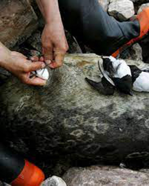 Kiviaq - Hương vị độc đáo từ 'thế giới dưới đất': Một trải nghiệm ...