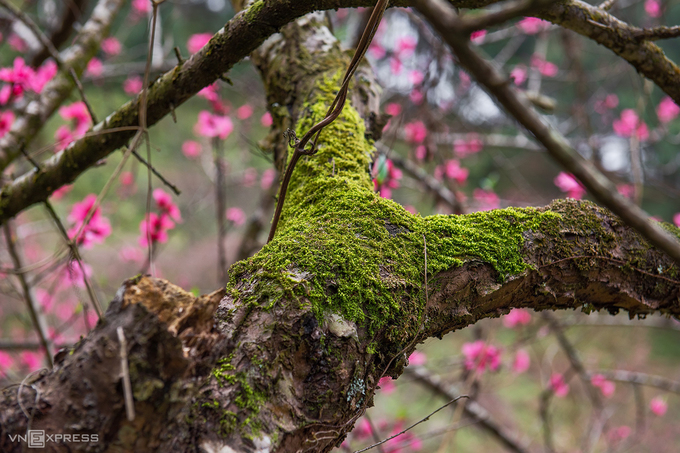 Khám phá vẻ đẹp hoa đào rừng tại Mẫu Sơn - Mytour.com