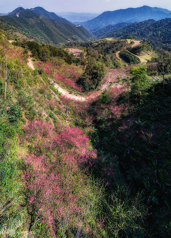 Khám phá vẻ đẹp hoa đào rừng tại Mẫu Sơn - Mytour.com