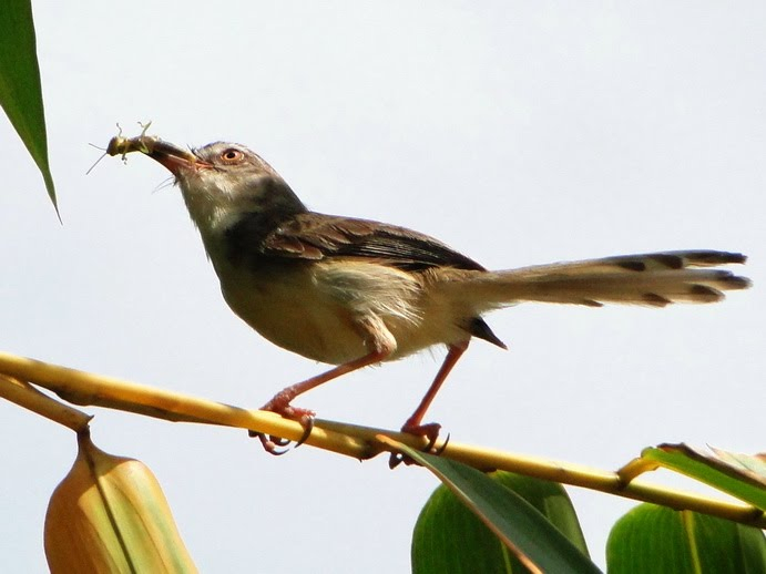 Top 8 Bài văn phân tích nhân vật Mên, Mon trong Bầy chim chìa vôi (Ngữ ...