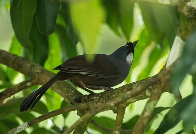 Top 8 Bài văn phân tích nhân vật Mên, Mon trong Bầy chim chìa vôi (Ngữ ...