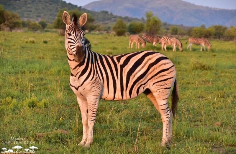 8. Ngựa Vằn Con và Sức Độc Lập Đáng Kinh Ngạc