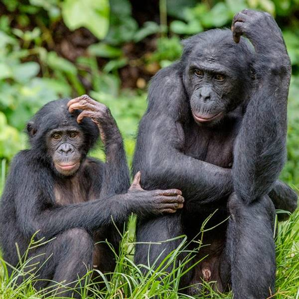 Top 11 Sự thú vị về loài vượn mà bạn cần biết - Mytour.vn