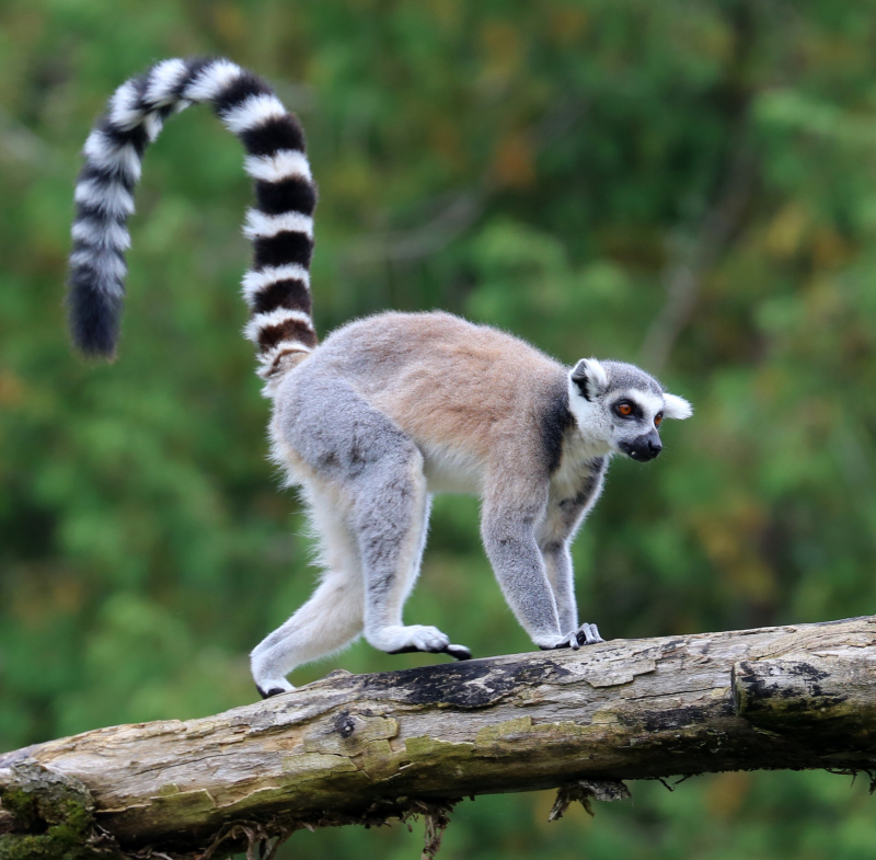 Top 11 Sự thú vị về loài vượn mà bạn cần biết - Mytour.vn