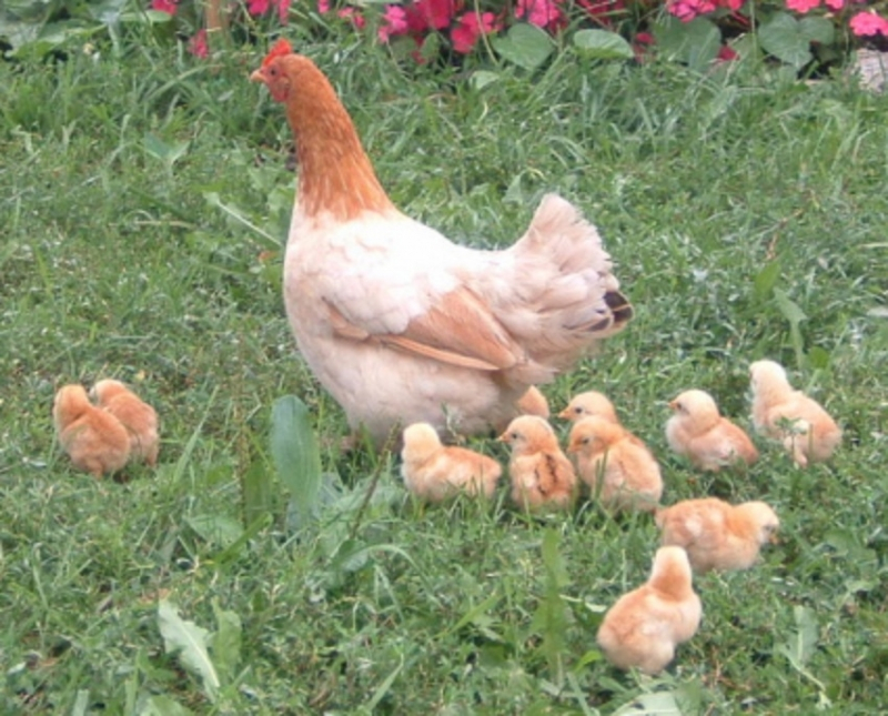 Top 7 Bài văn tả đàn gà con xuất sắc - Mytour.vn