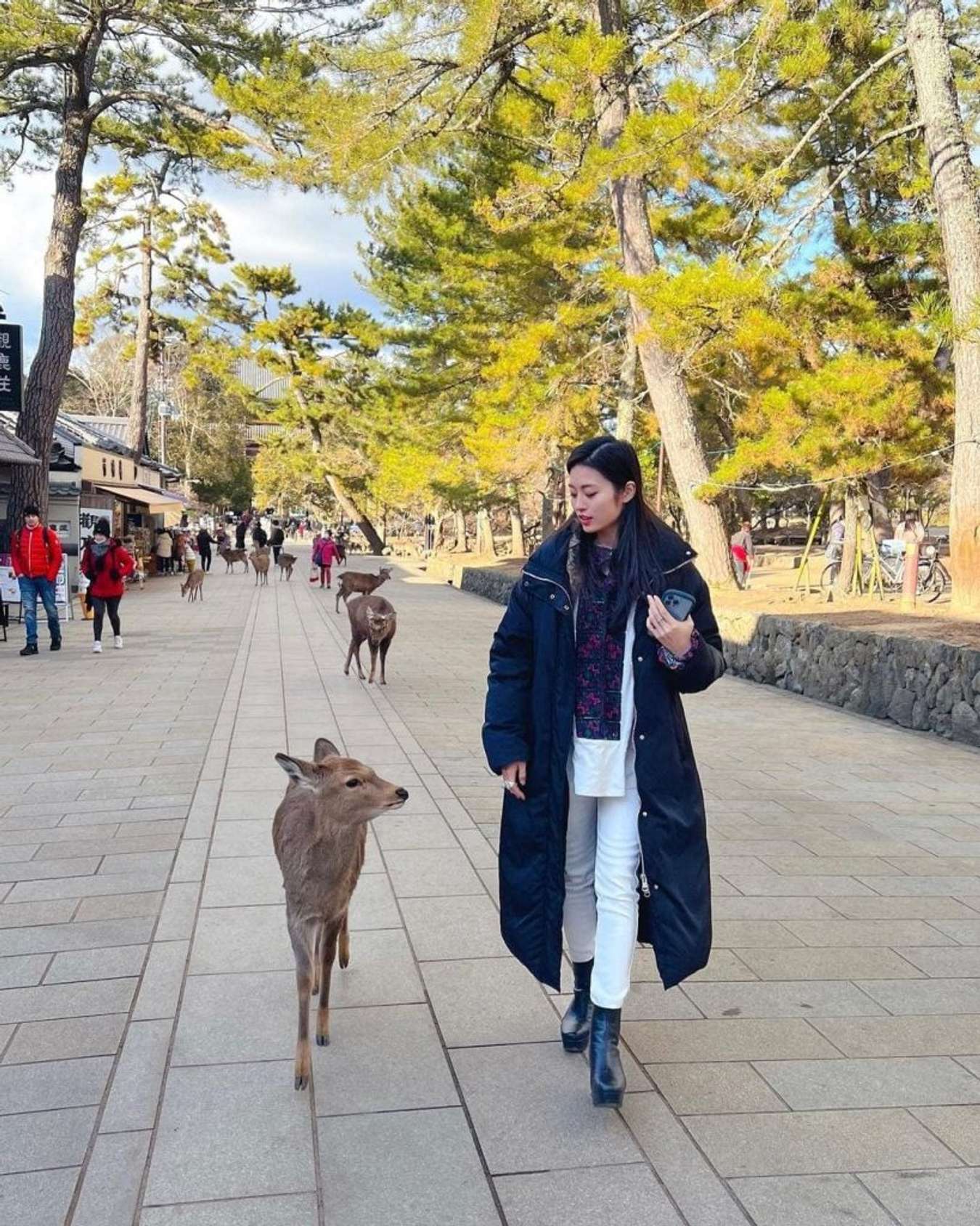 Khám phá Nara: Trải nghiệm thế giới của những chú nai ở Nhật Bản