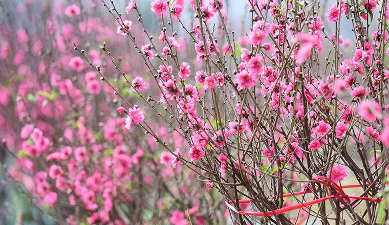 Top 10 Bí Quyết Sở Hữu Cây Đào/Cành Đào Đẹp Cho Tết - Mytour.vn