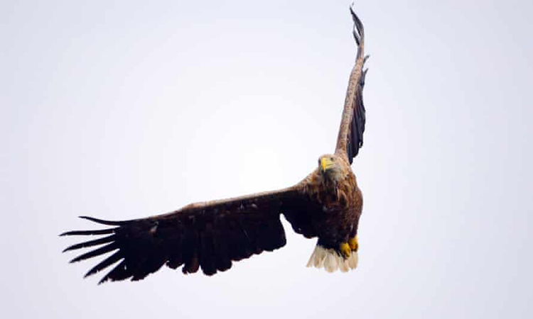 Những Điều Thú Vị về Đại Bàng