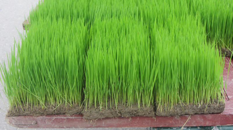 Top 15 Bài văn thuyết minh về cây lúa xuất sắc nhất - Mytour.vn