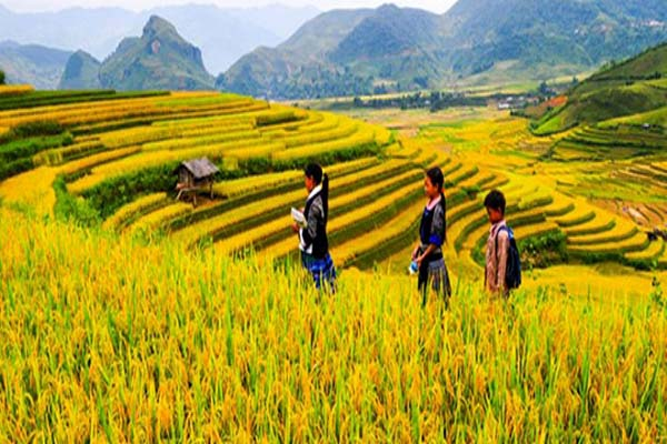 Top 15 Bài văn thuyết minh về cây lúa xuất sắc nhất - Mytour.vn