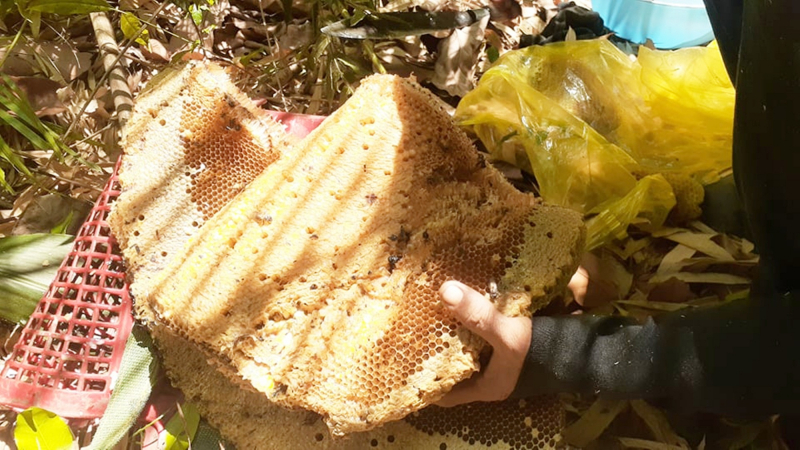 Top 10 Bài văn cảm nhận bài 'Đi lấy mật' của Đoàn Giỏi tuyệt vời nhất ...