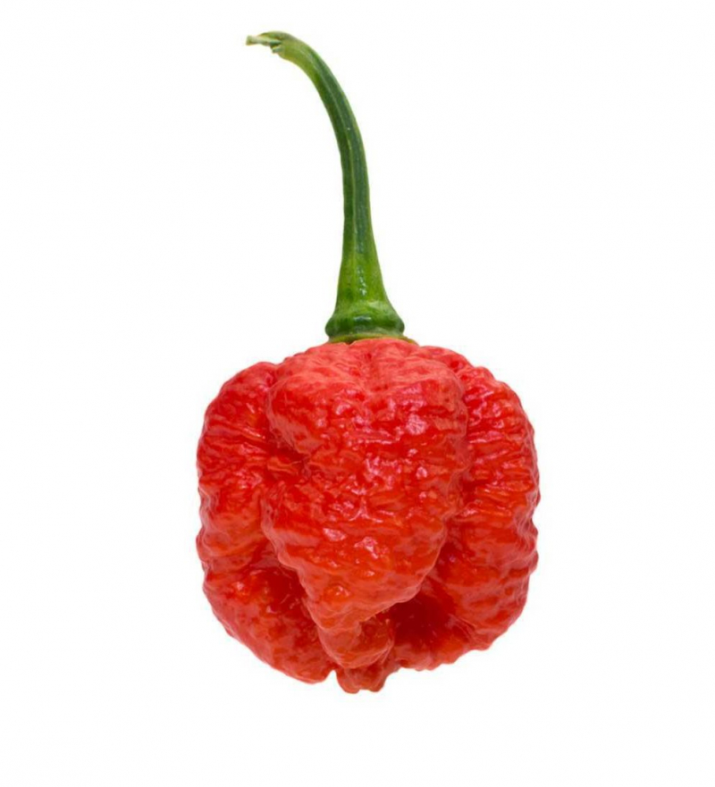 Top 10 Loại ớt Cay Nhất Trên Thế Giới - Mytour.vn