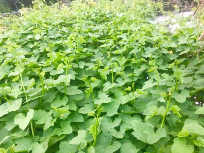 Top 10 Điều Tuyệt Vời mà Rau Lang Mang Lại Cho Sức Khỏe - Mytour.vn