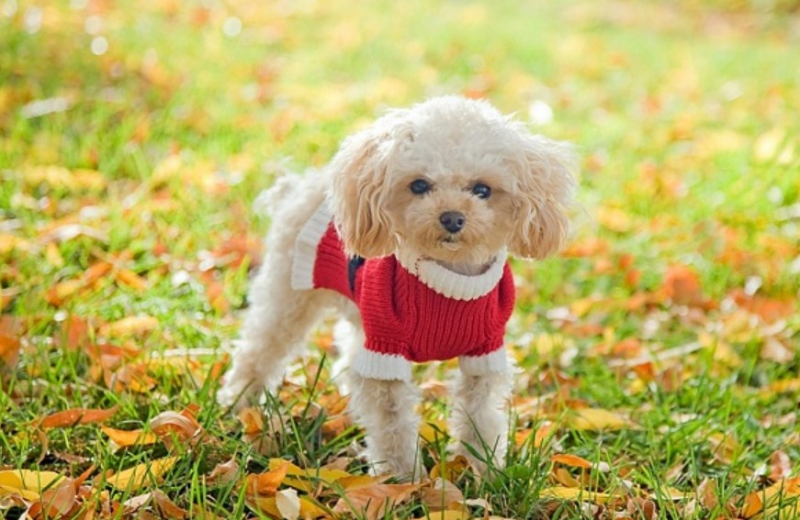 Top 7 Vòng đeo cổ chống ve chó, bọ chét siêu hiệu quả - Mytour.vn