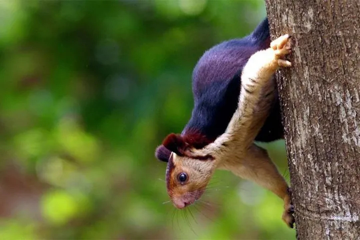 Top 12 Sự thật đặc sắc về loài sóc - Du lịch cùng Mytour