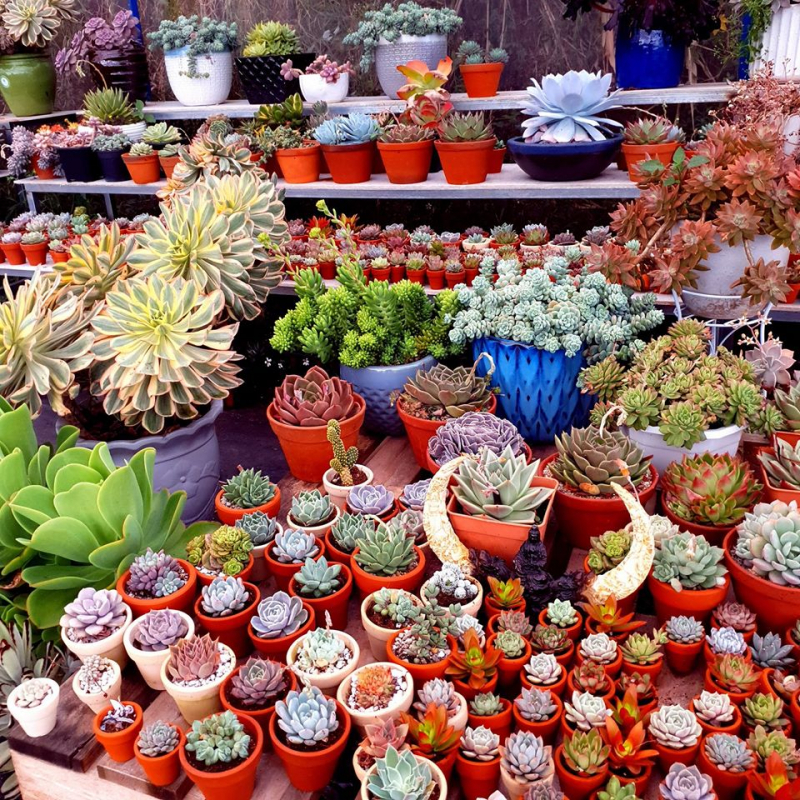 Top 5 Địa điểm bán sen đá đẹp nhất tại Hải Phòng - Mytour.vn