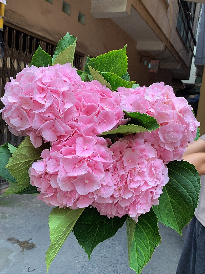 Top 12 Cửa hàng hoa tươi nhập khẩu đẹp nhất Hà Nội - Mytour.vn