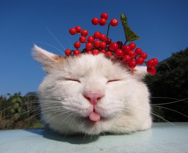 Danh sách Top 10 Chú mèo nổi tiếng trên thế giới