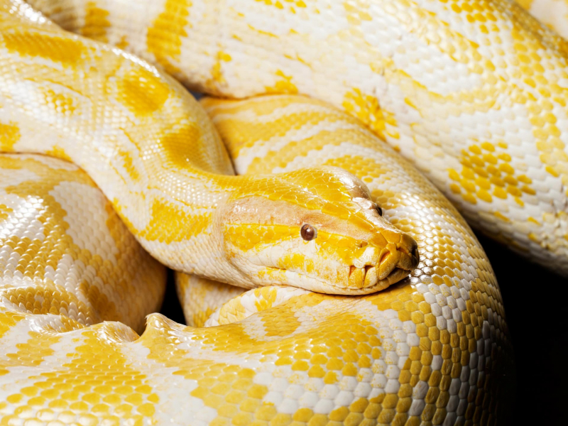 Đỉnh cao của Sức Mạnh - Top 7 Loài Trăn Khổng Lồ