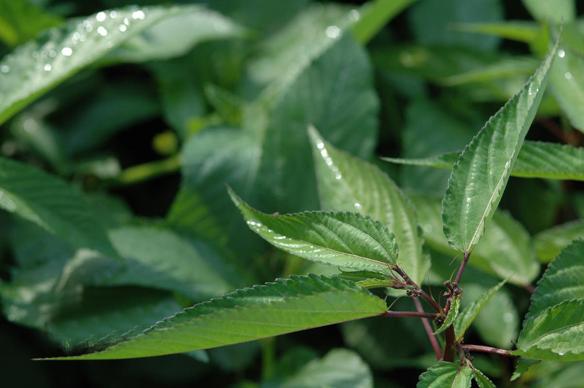 7+ Ưu điểm của rau đay? Cách bảo quản và trồng rau đay tại nhà | Mytour