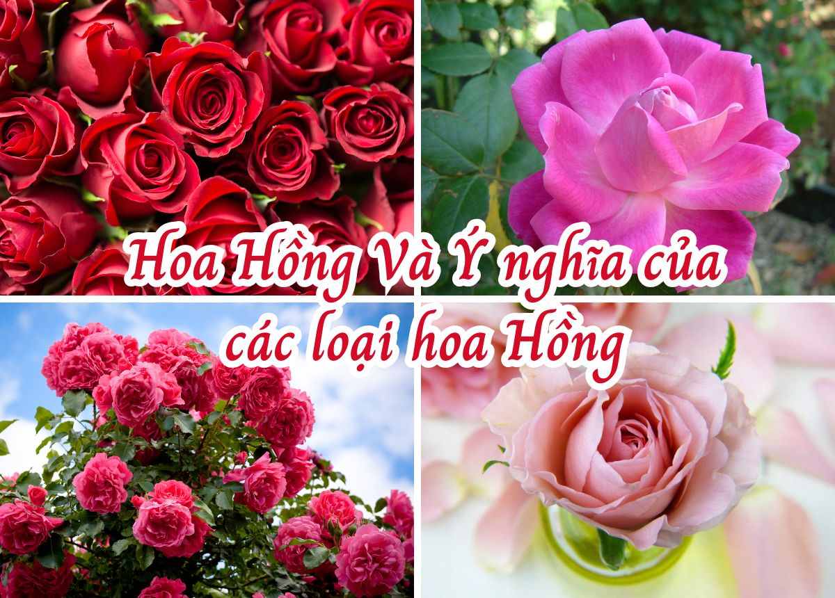 Hoa Hồng và Ý Nghĩa Của Các Loại Hoa Hồng Đẹp Nhất 20/10 | Mytour