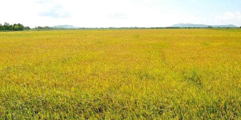 Top 10 Bài văn tả cánh đồng lúa chín đặc sắc - Mytour.vn