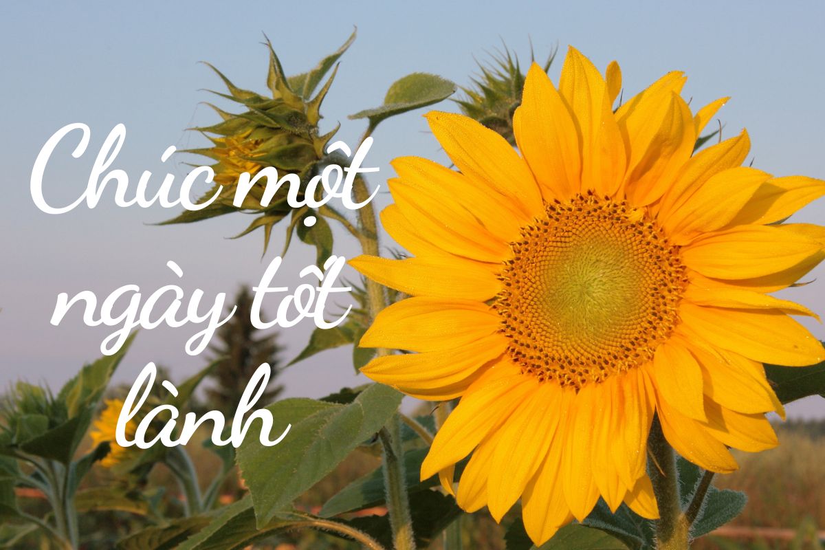 1001+ Lời Chúc Ngày Mới Hạnh Phúc, Vui Vẻ, Tràn Đầy Năng Lượng | Mytour