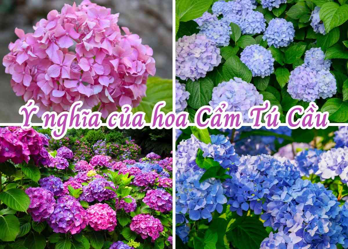 Hoa Cẩm Tú Cầu: Đặc Điểm, Phân Loại, Ý Nghĩa, Cách Trồng Cho Dịp 20/10 ...