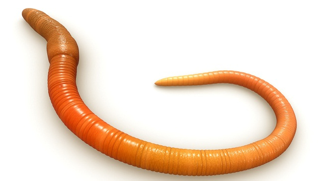 Top 16 Thông Tin Quan Trọng Về Giun Đất - Mytour.vn