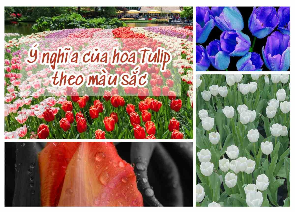 Ý Nghĩa Đằng Sau Hoa Tulip Theo Màu Sắc và Số Lượng Trong Ngày 20/10 ...