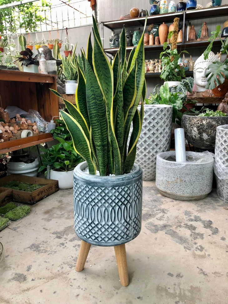 7 loại cây cảnh phổ biến dành cho người mới trồng - ALONGWALKER