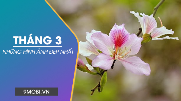 Ảnh đẹp tháng 3 - Khoảnh khắc tuyệt vời