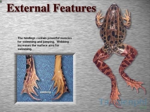 Khám phá bí mật giải phẫu động vật với The Digital Frog