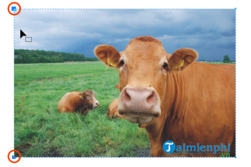 Bí quyết cắt ảnh bitmap trong CorelDRAW