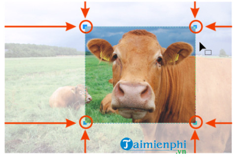 Bí quyết cắt ảnh bitmap trong CorelDRAW