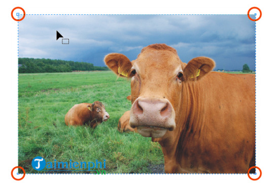 Bí quyết cắt ảnh bitmap trong CorelDRAW