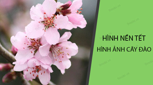 Khám phá vẻ đẹp tinh tế của cây đào và hoa đào cho điện thoại